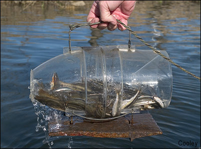 How to Fish Minnows For Larger High Water Trout | Cranor's Guide Service